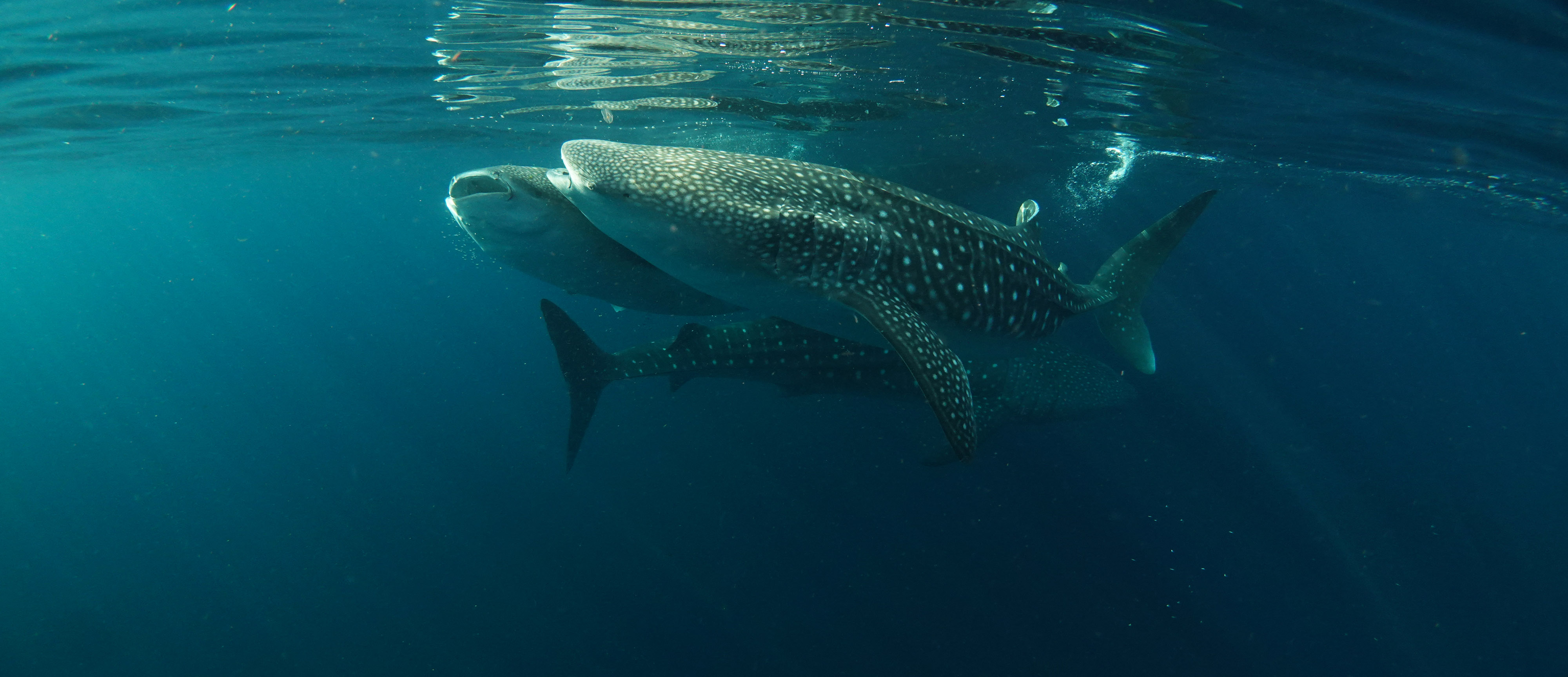 Day trip whale shark start Sumbawa – SUMBAWA HOLIDAY TOUR