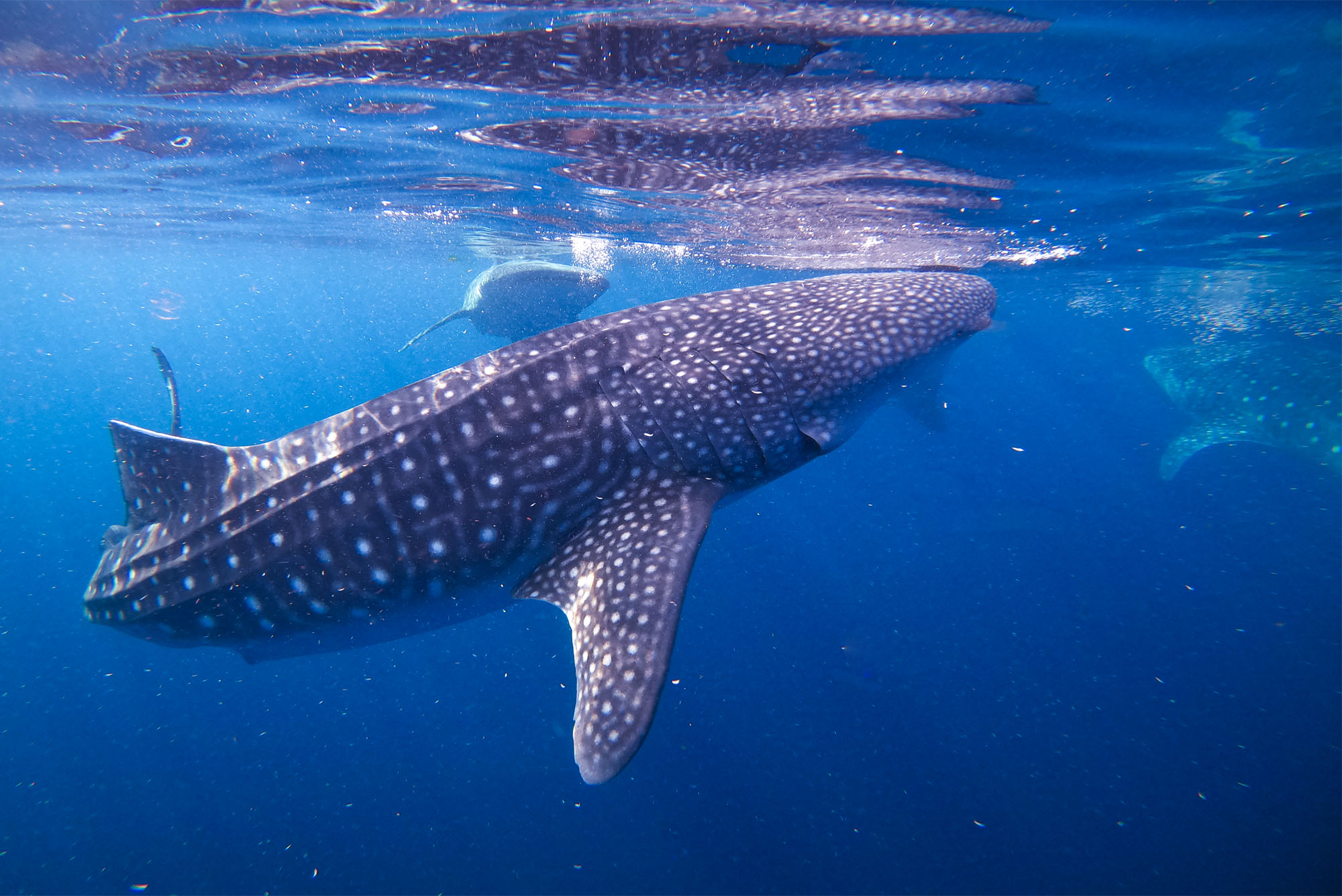 Day trip whale shark start Sumbawa – SUMBAWA HOLIDAY TOUR