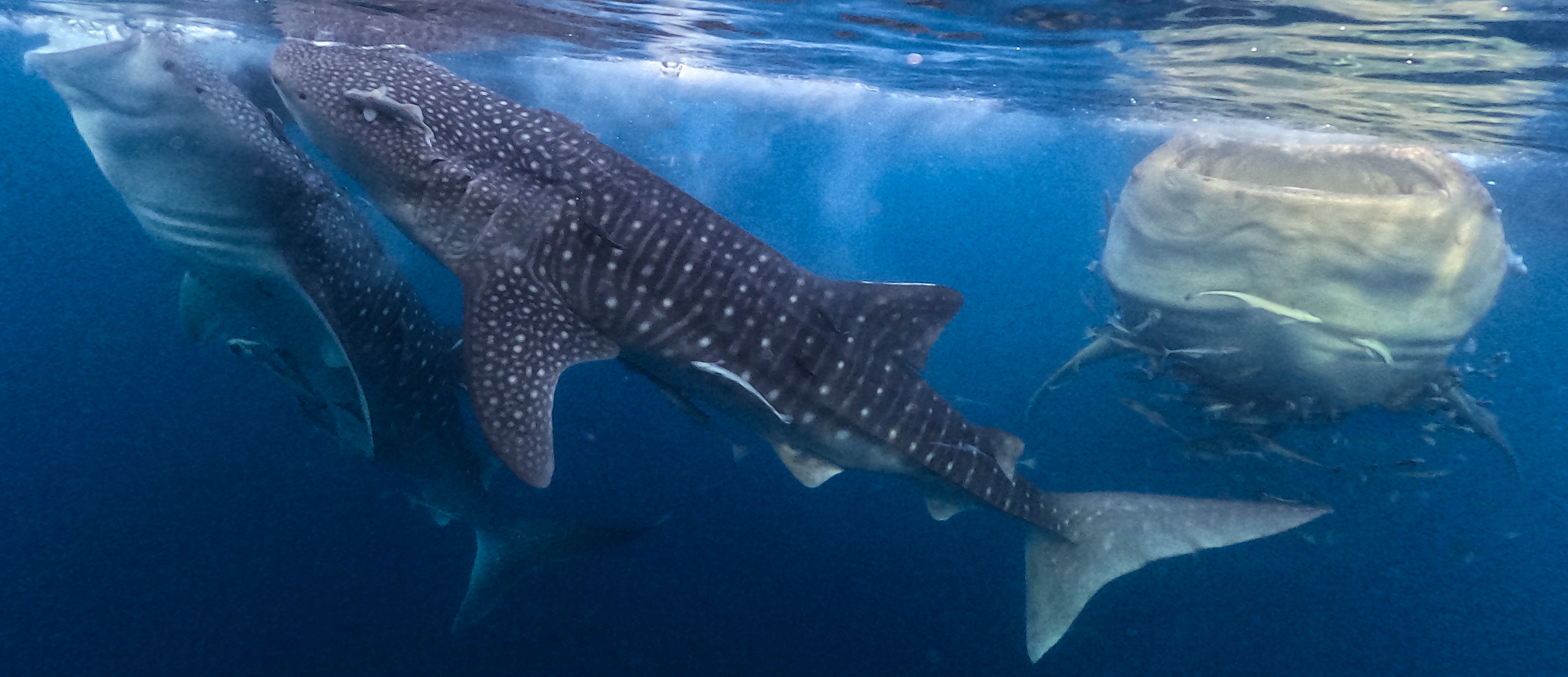 Day trip whale shark start Sumbawa – SUMBAWA HOLIDAY TOUR