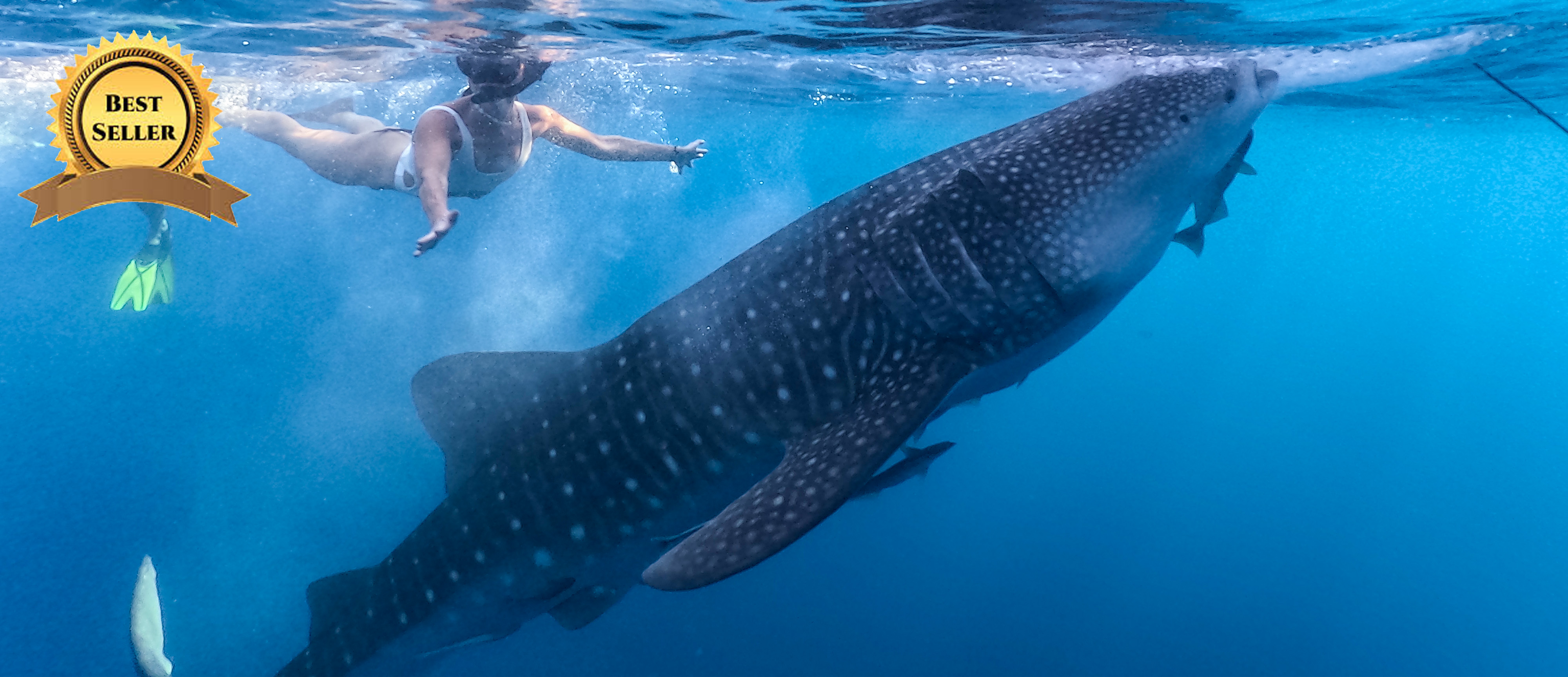 Ultimate Whale Shark Day Trip With Speed Boat – SUMBAWA HOLIDAY TOUR