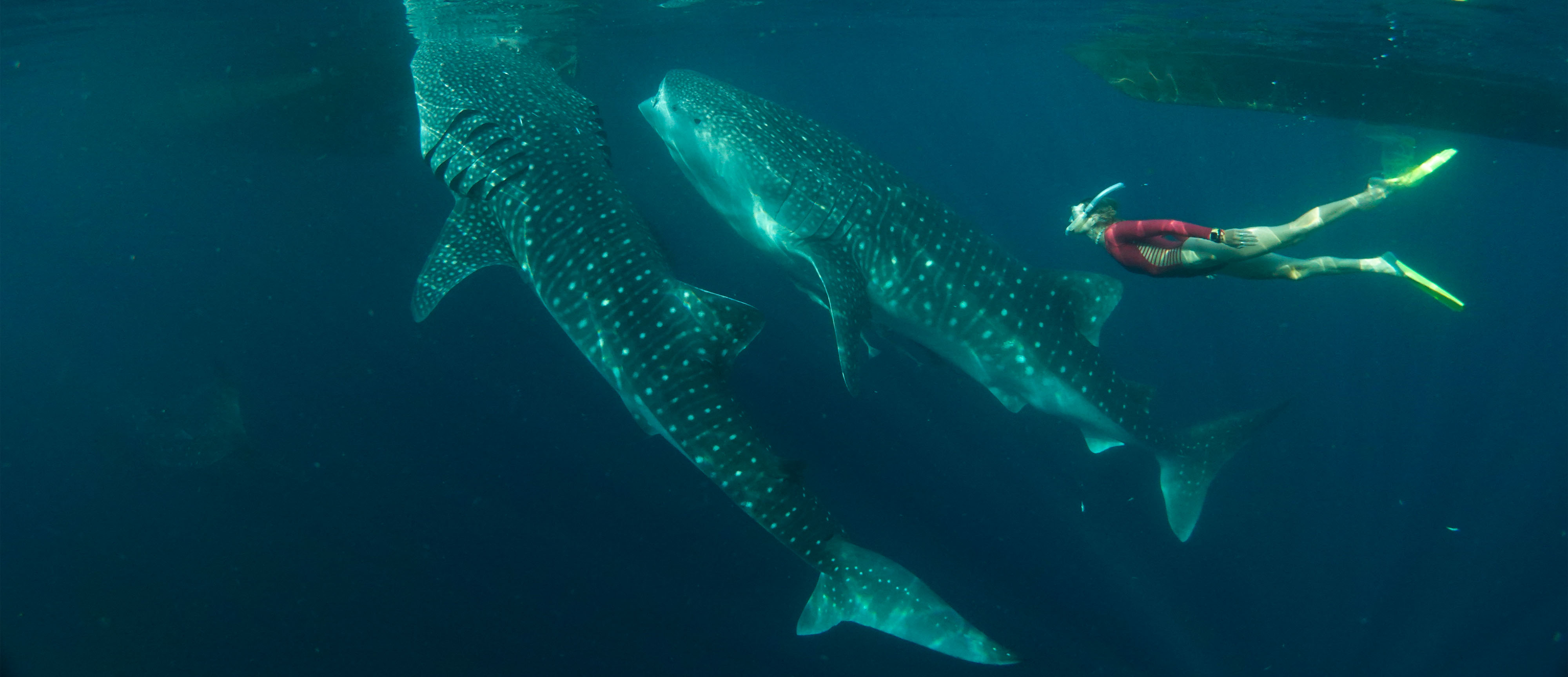 Day trip whale shark start Sumbawa – SUMBAWA HOLIDAY TOUR