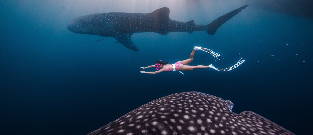 Day trip whale shark start Sumbawa – SUMBAWA HOLIDAY TOUR